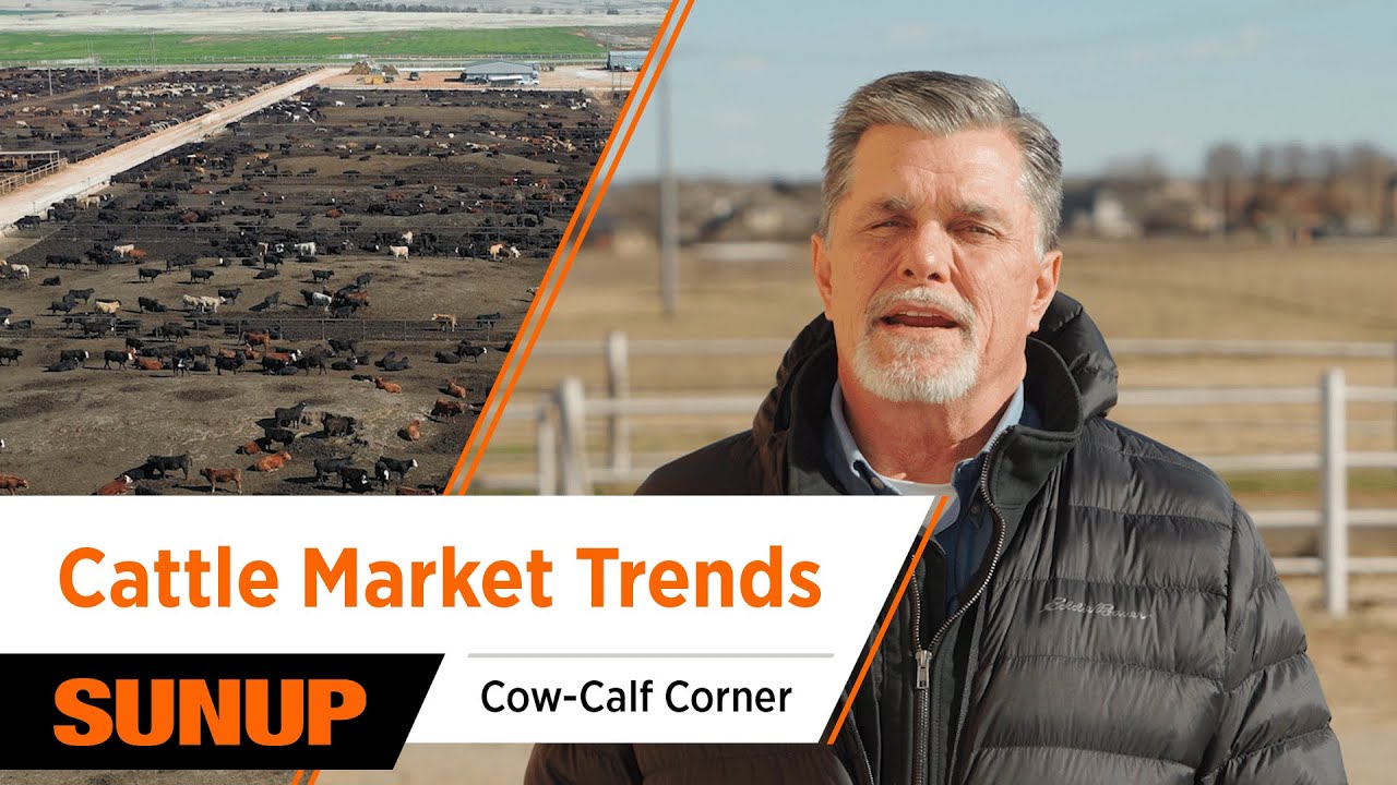 Current Beef Industry Trends Explained | Cow-Calf Corner - YouTube