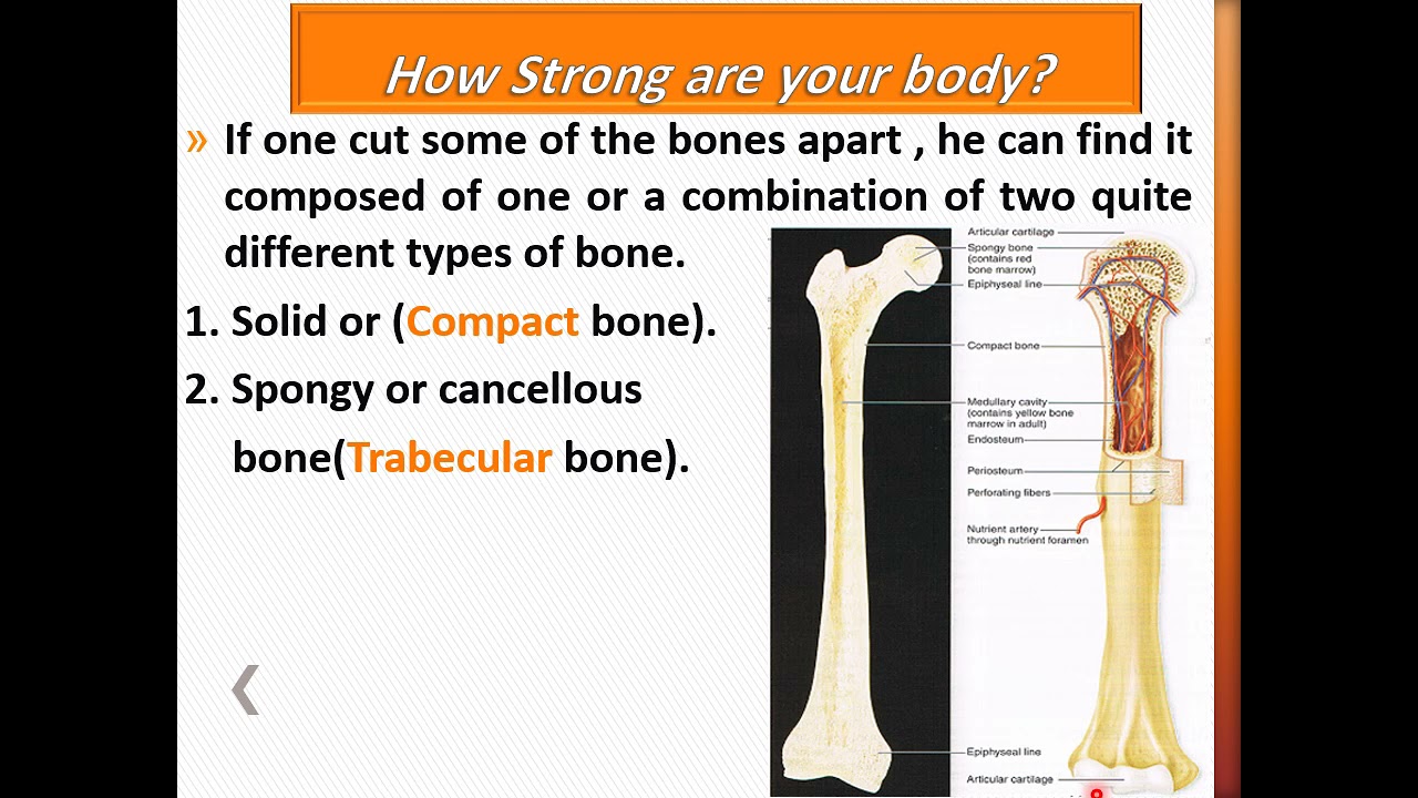 Physics Of Skeleton (lecture 9) - YouTube