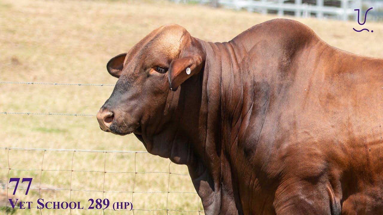 Lot 77 - VET SCHOOL 289 (HP) - YouTube