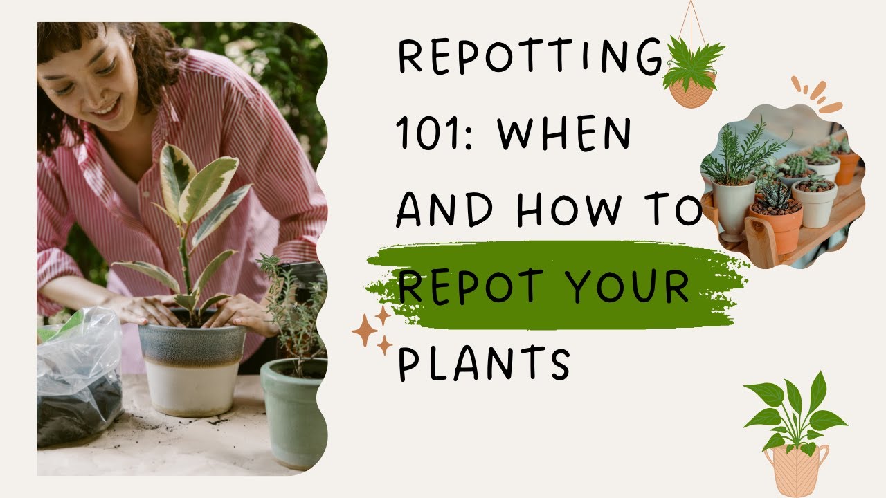 Repotting 101: When and How to Repot Your Plants! - YouTube