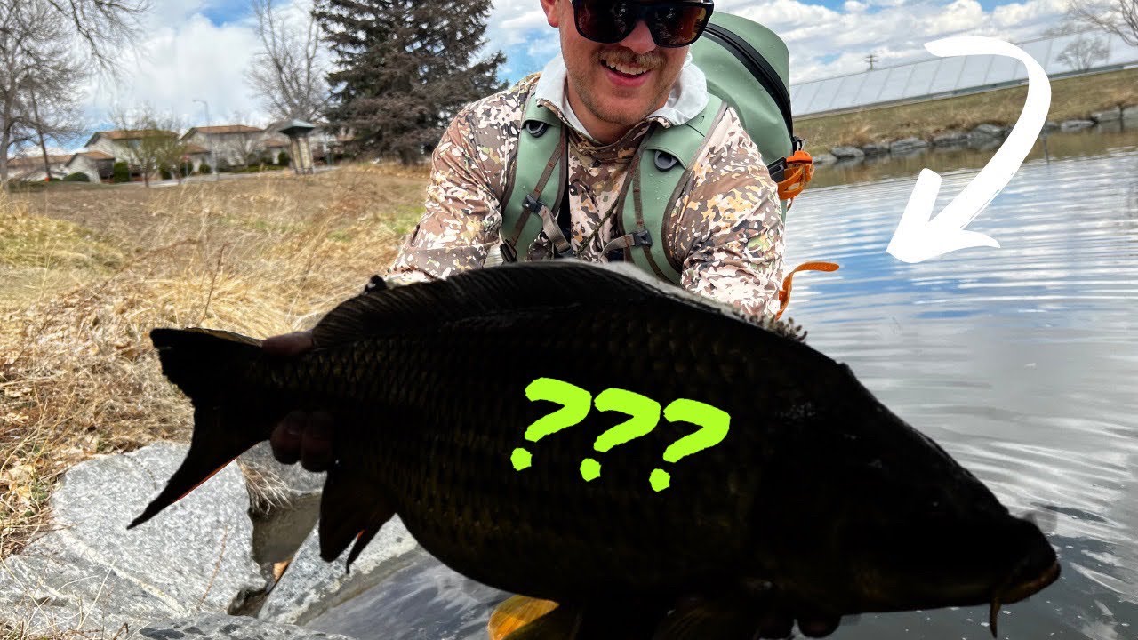 URBAN POND HOPPING for Big Fish on a Fly Rod - YouTube