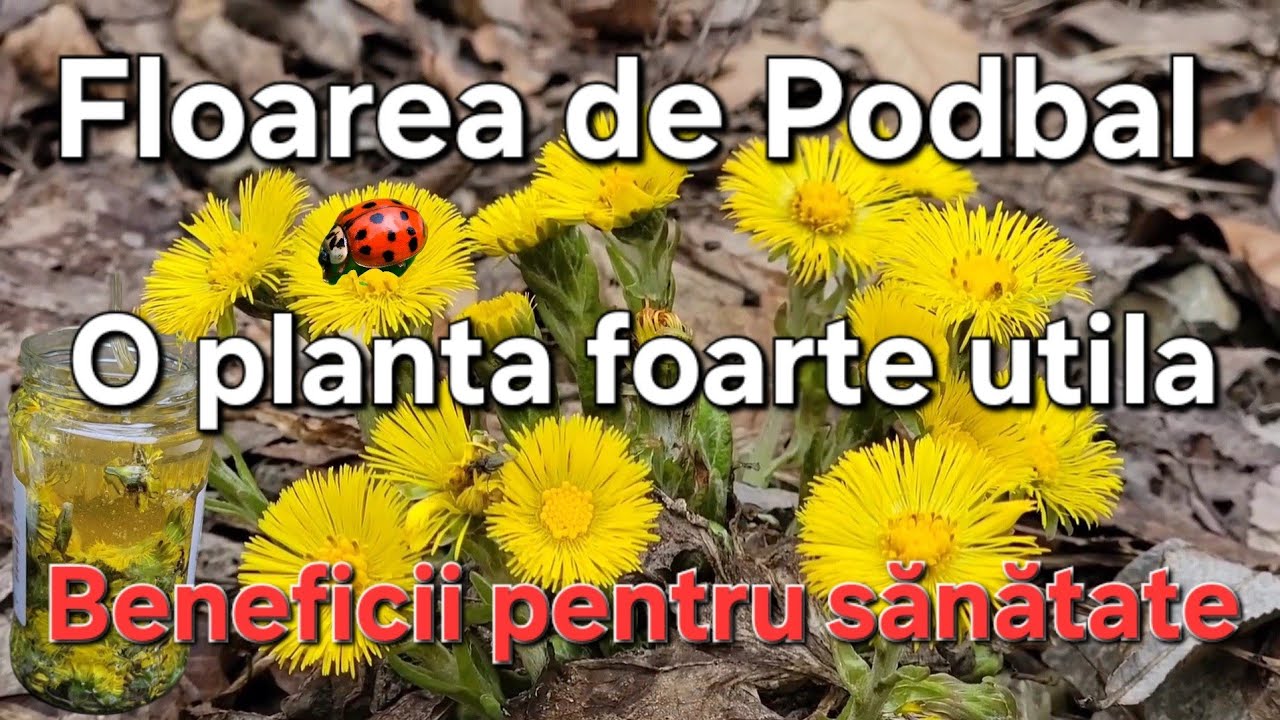 Floarea de podbal - Talpa gâștii/Potbal/Flori de primăvară - YouTube