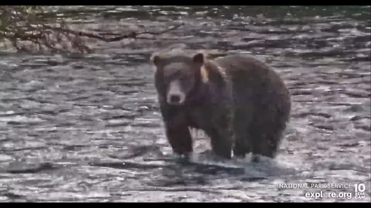Bear at the falls please id Explore.org BF 8/28/22 - YouTube
