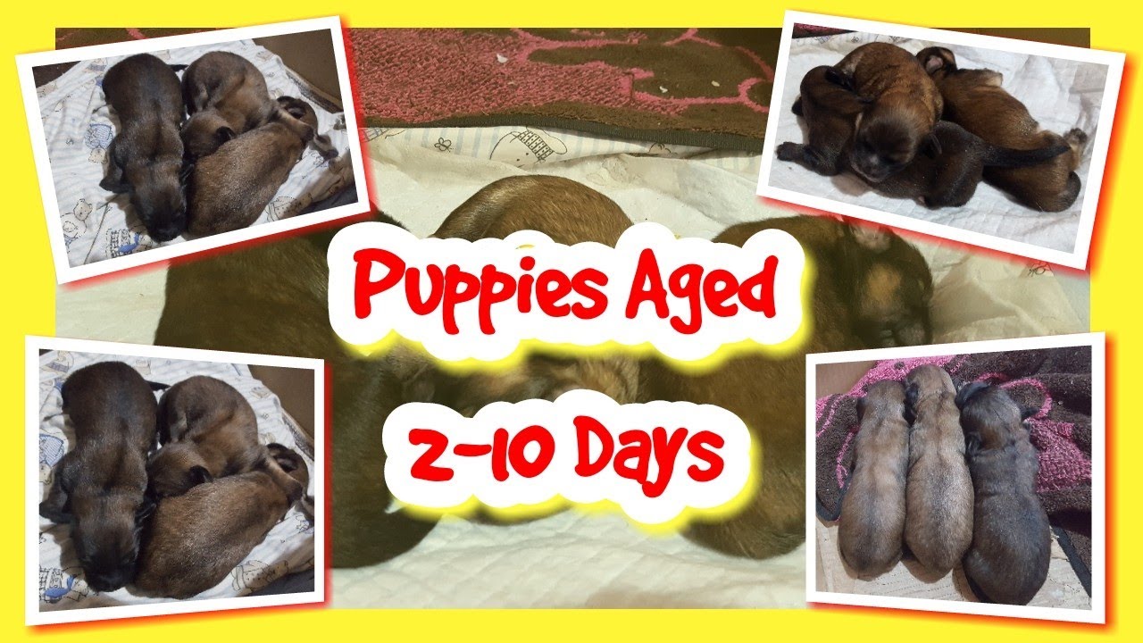 Puppy || Anak Anjing || Newborn Puppies Growing Up - Pertumbuhan Puppy ...