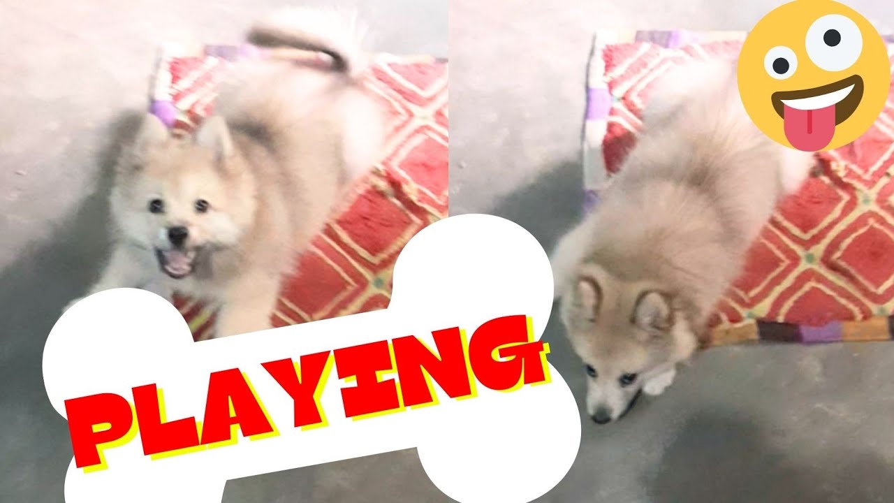 |0023|dog playing video||dog playing - YouTube