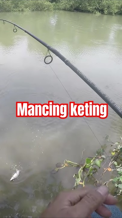 Mancing ikan keting #mancing - YouTube