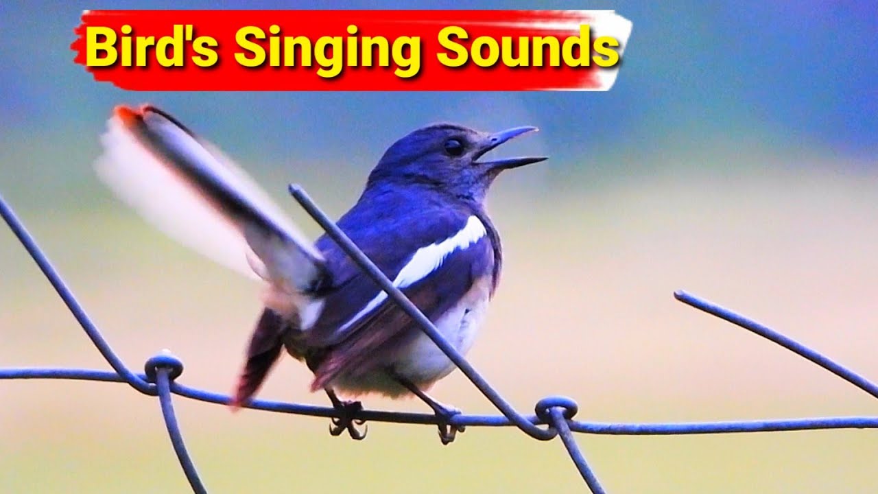 bird's singing sounds | scenic wildlife film | animal live - YouTube