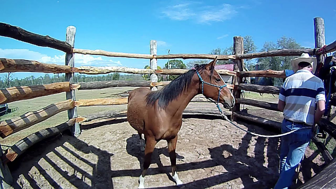 Green Horse Training - foal handling learnig to yield - YouTube