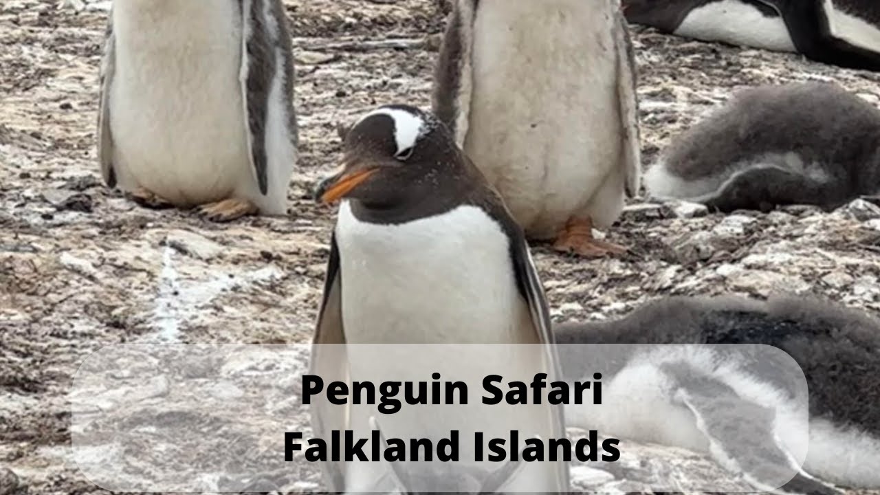 Penguin Safari In Port Stanley Falkland Islands - YouTube