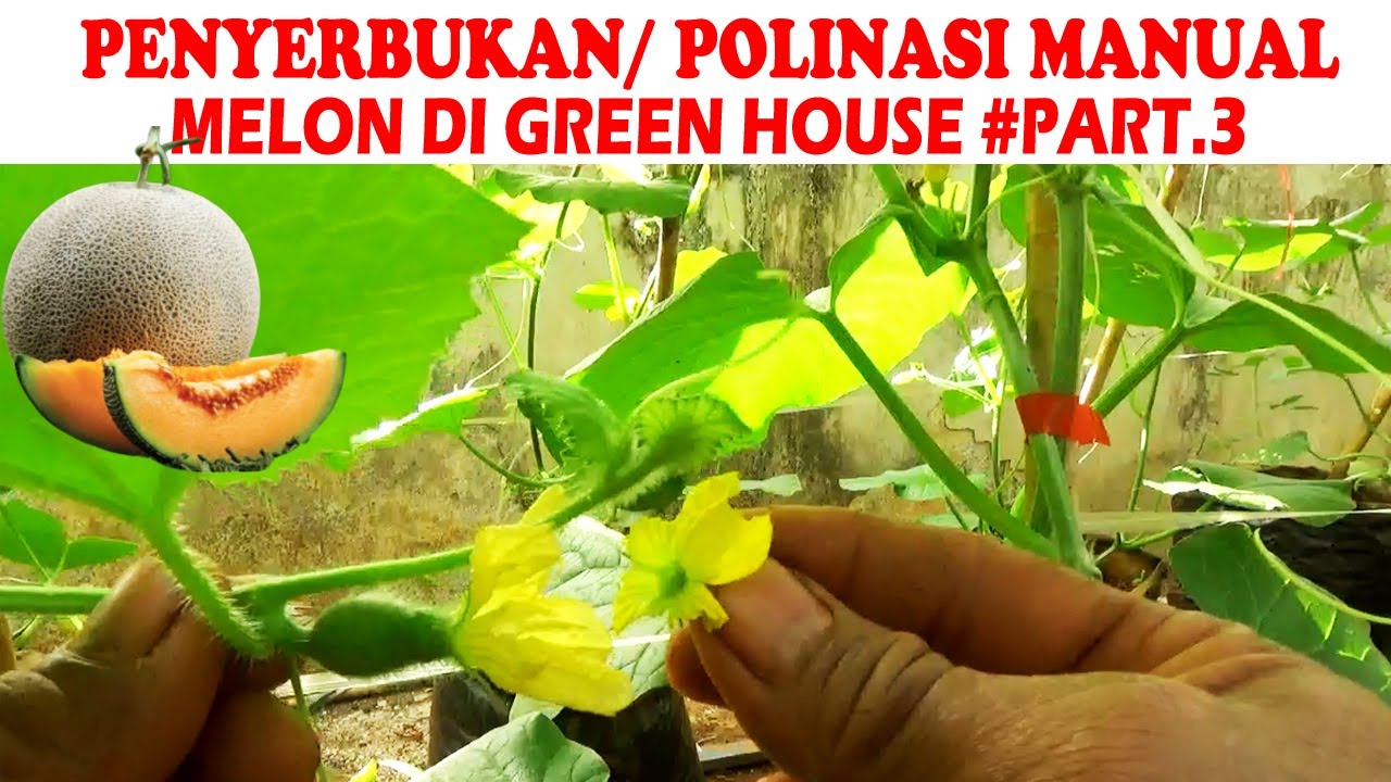 CARA PENYERBUKAN/ POLINASI MELON Organik DI GREEN HOUSE AGAR JADI BUAH ...