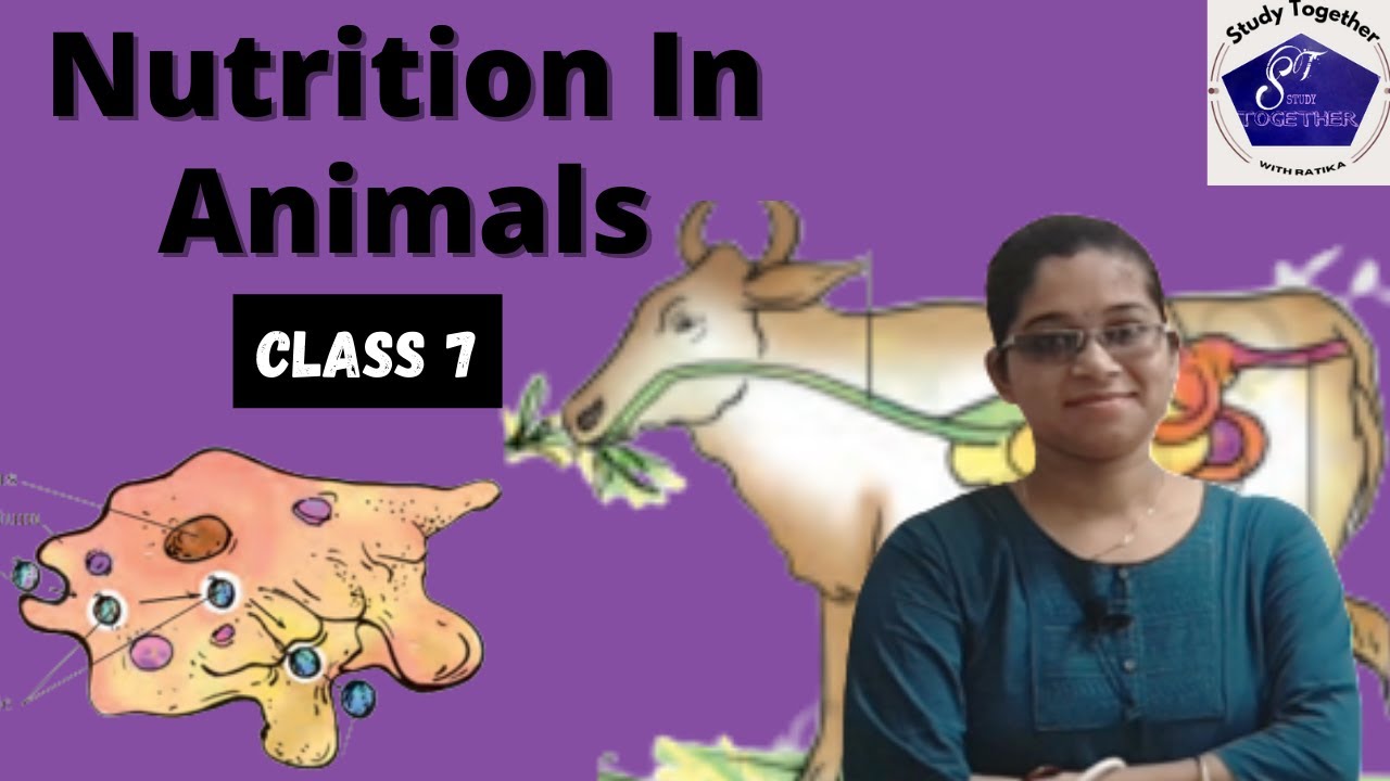 Nutrition In Animals Class 7 Science Chapter 2 | Scraping Siphoning ...