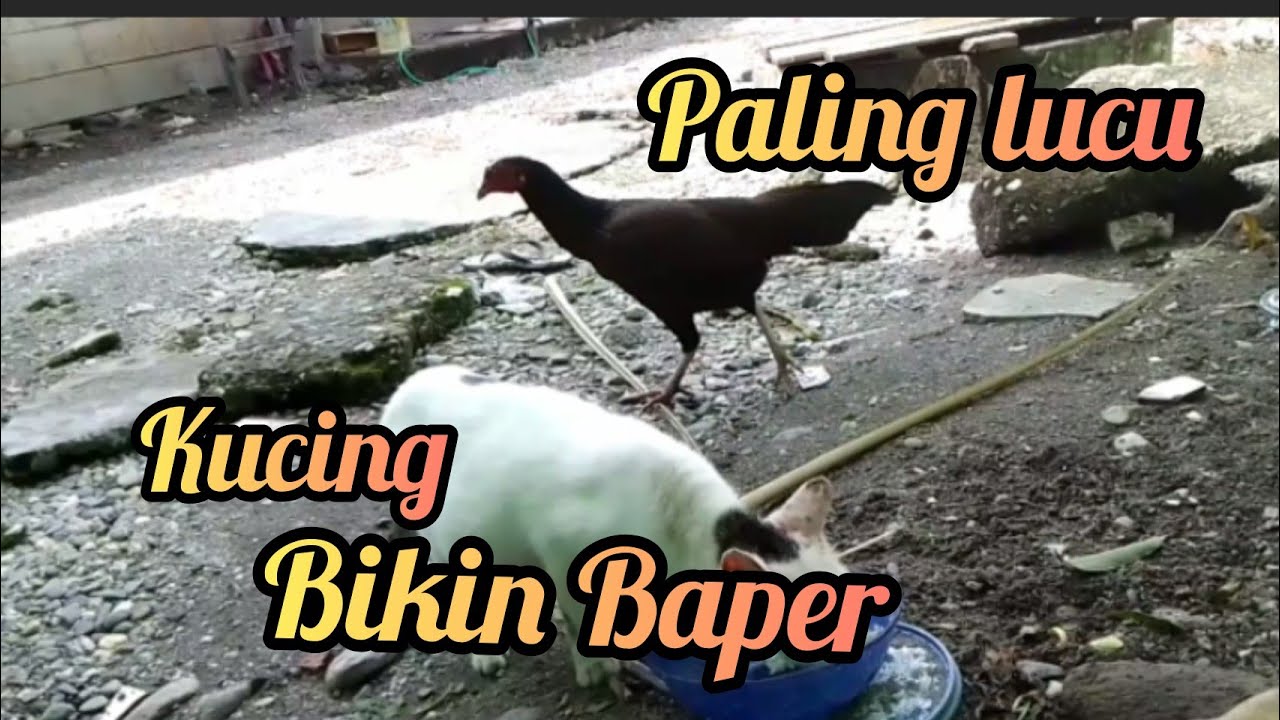KUCING & AYAM PALING LUCU BIKIN BAPER - YouTube