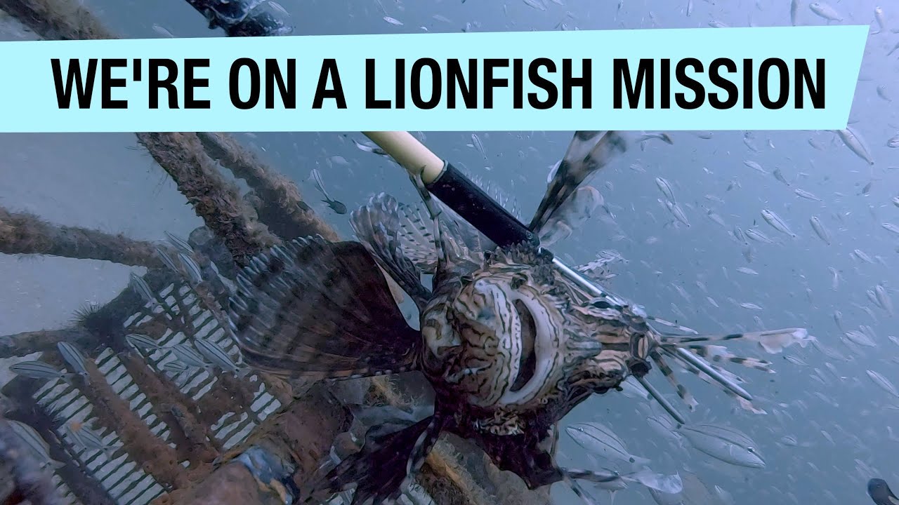 A Lionfish Mission - Destin, Florida Spearfishing - YouTube