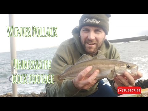 Winter Lure Fishing - Shore Jigging For Pollack & Bonus Underwater Dock ...
