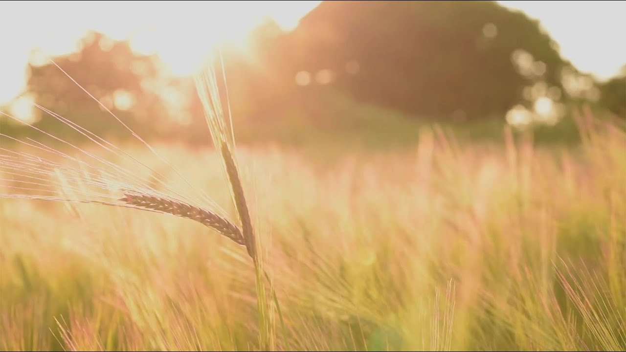In Remembrance of George Lambert a Film by Dimitri Joannides (DFilms ...