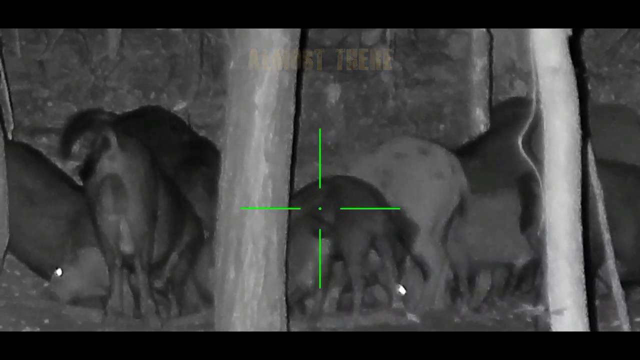 South Carolina Hog hunting spotted sow - YouTube
