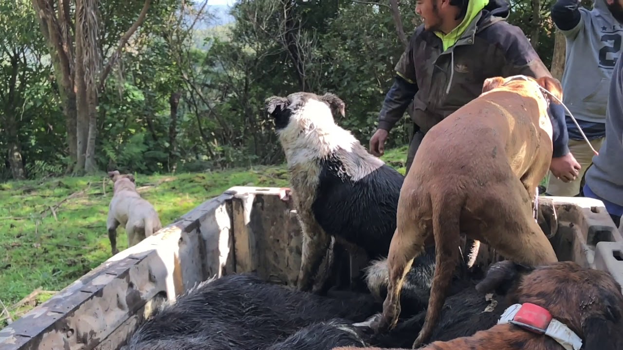 Hunting Horoera - YouTube