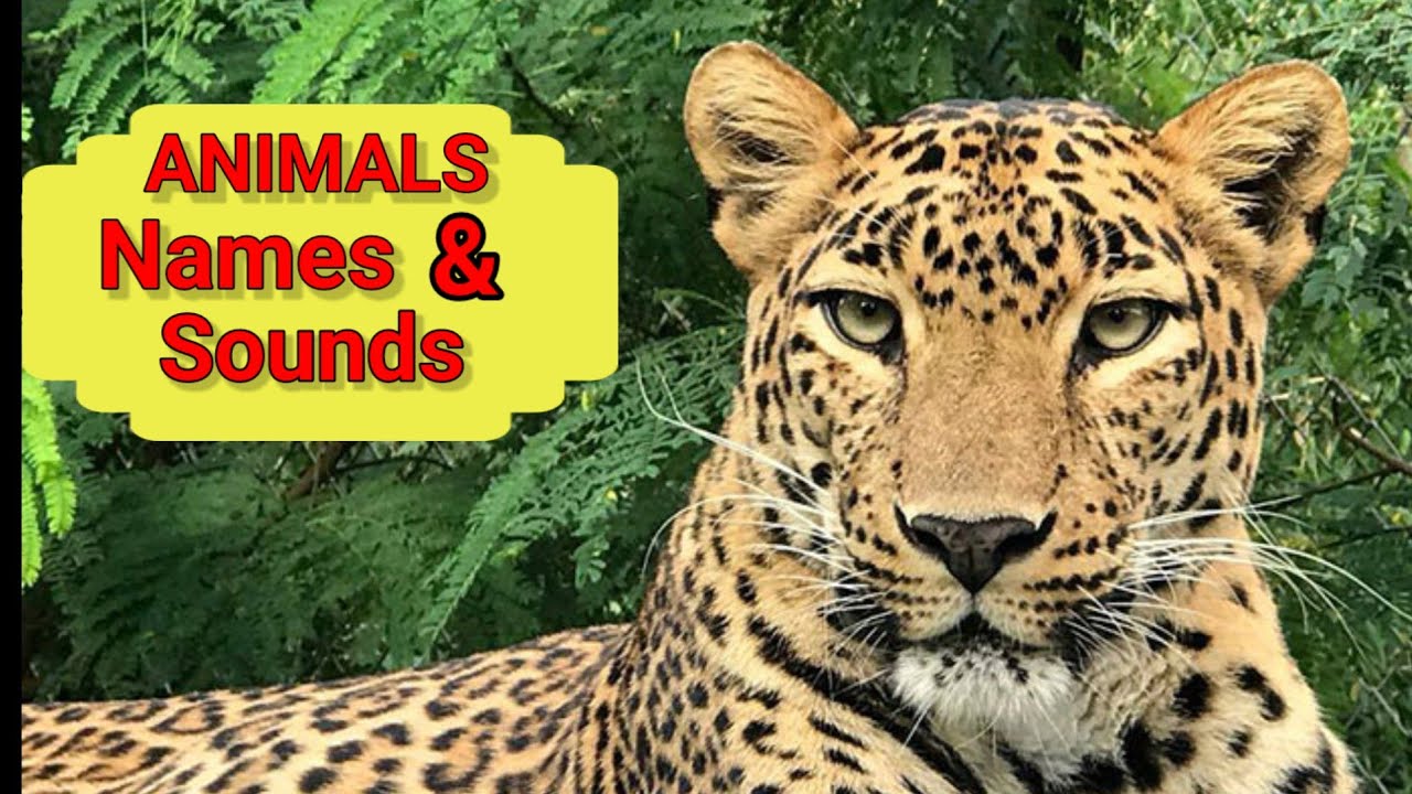 Animals names with sounds for kids l Learn Animals . Funny animal ...