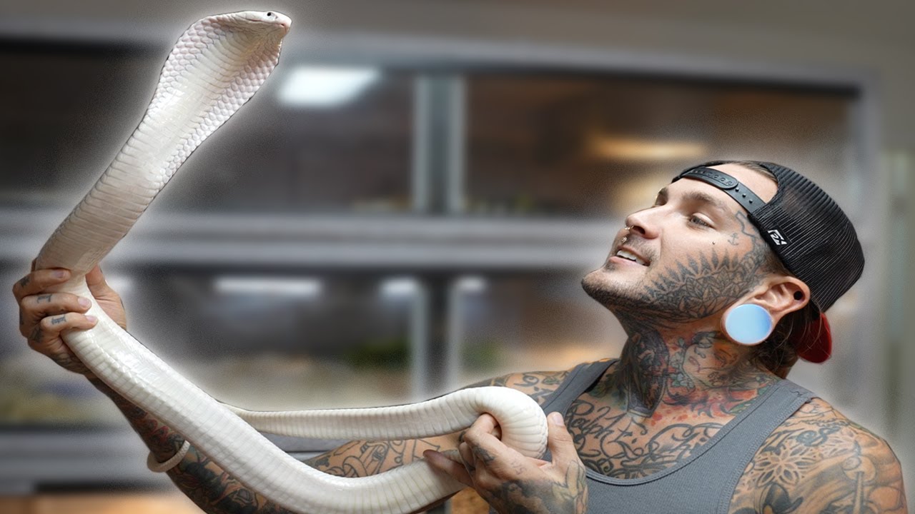 KILO🤍 Taking care of my ALL WHITE COBRA! and a few others 😎 - YouTube