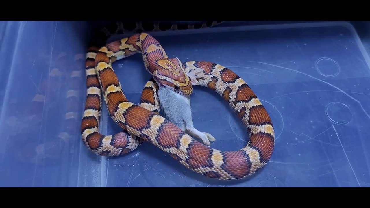 Baby Snake Attacks Fuzzy Mouse / Warning Live Feeding - YouTube