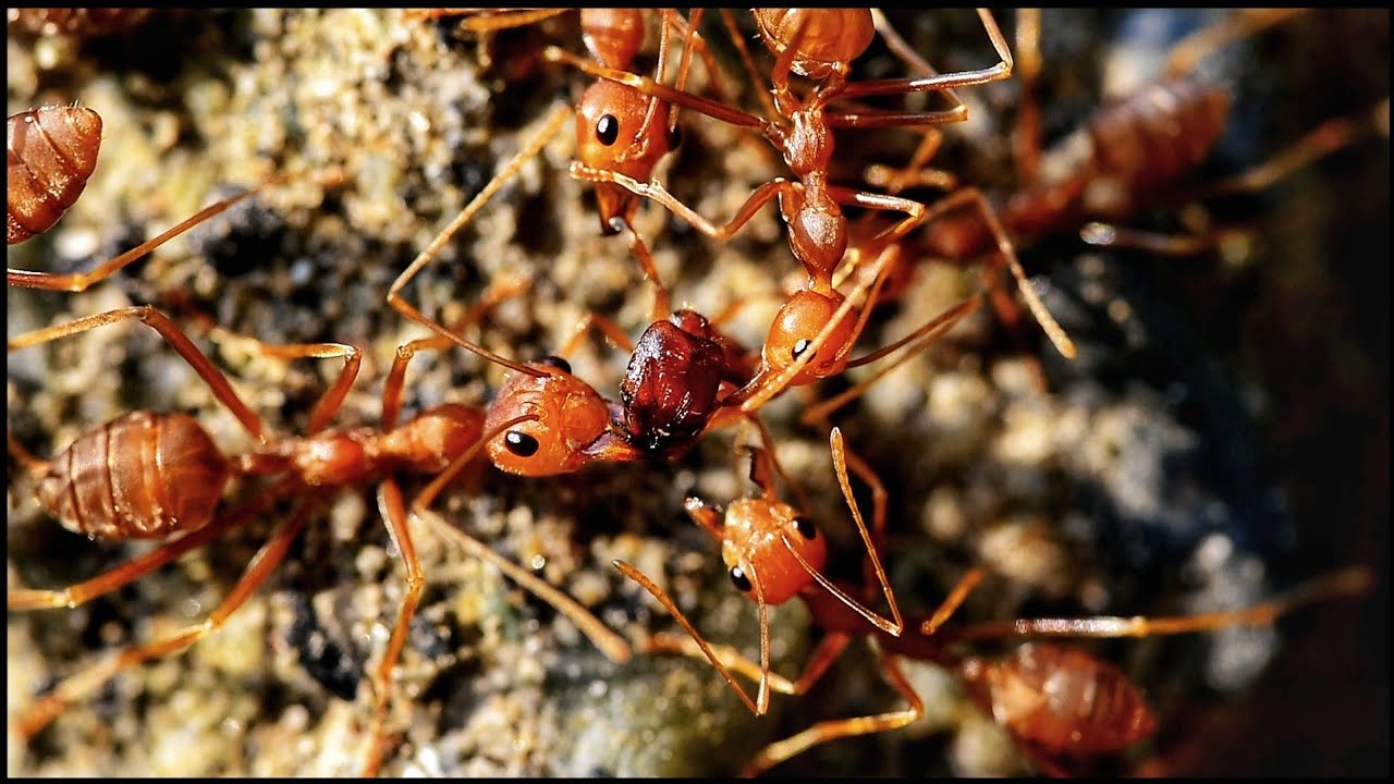WEAVER ANTS HUNTING SMALLER SPECIES OF ANTS - YouTube