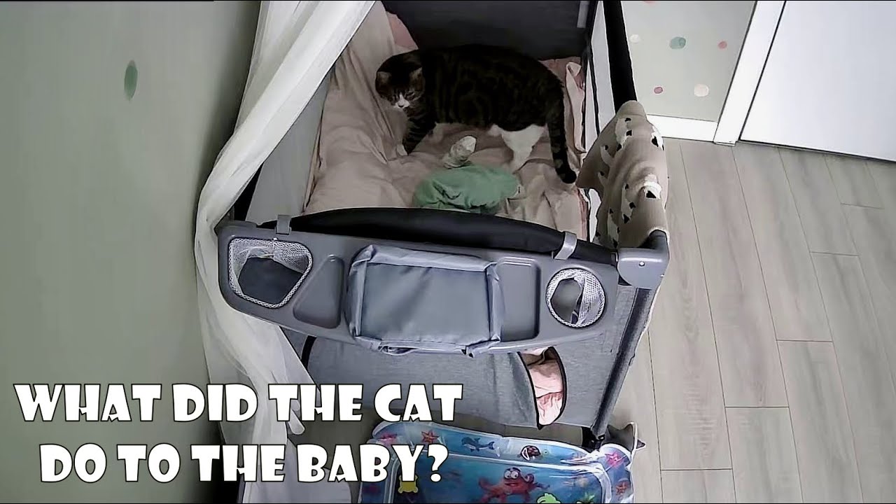 The giant cat sneaking into the baby crib while the tiny baby is ...