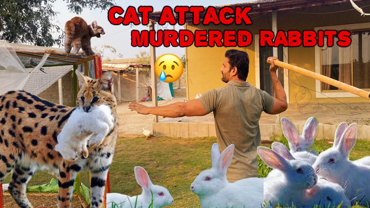 Cat Attacked On Our Rabbits Babies😰 Boht Dukh Hoa😢|RHF Pet House - YouTube