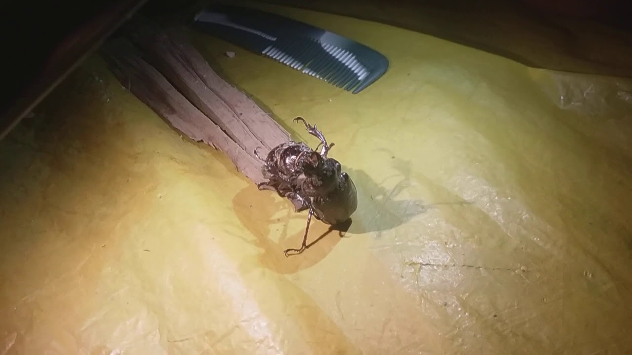 Este insecto llamado alicate..cierto o falso - YouTube