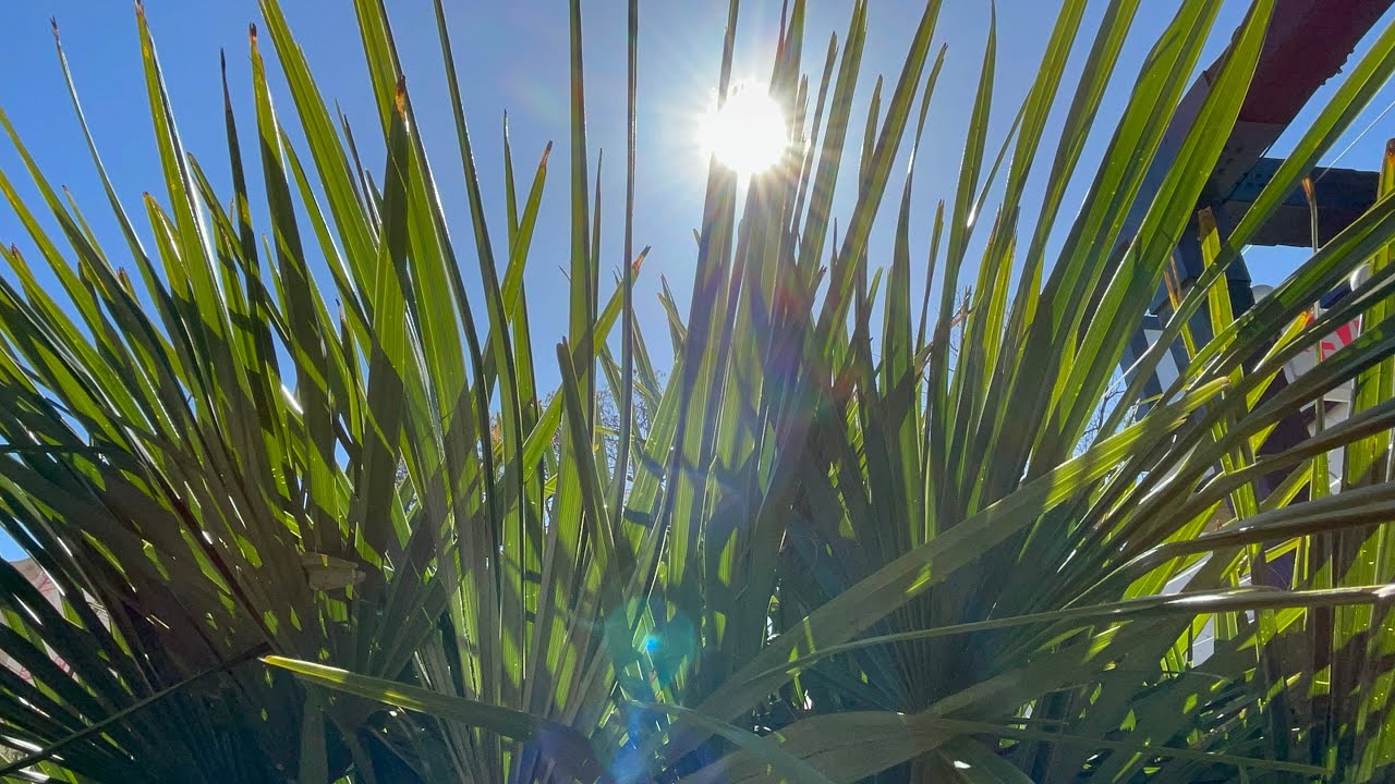 UNPROTECTED Palm Trees in Cincinnati, Ohio! - YouTube