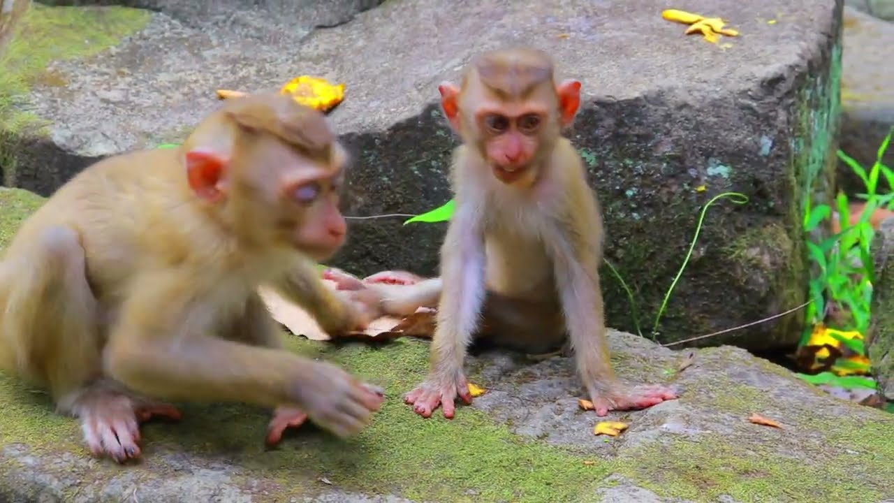 Wild Monkey Tinky & Binky - YouTube