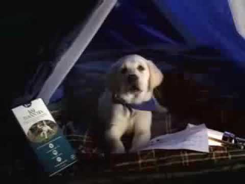 REVERSE | K9 Advantix Hello Mother Hello Father Ad - YouTube