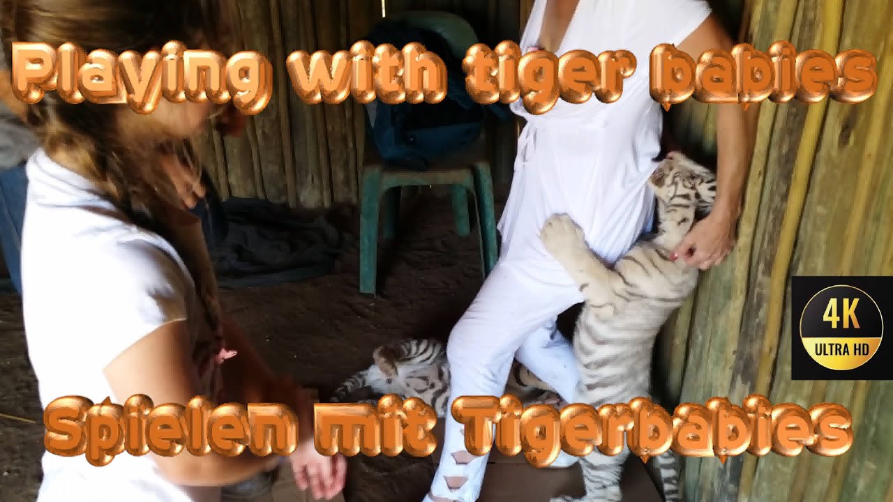 Playing with tiger cubs, Spielen mit Tigerbabies, 4k, #tigers - YouTube