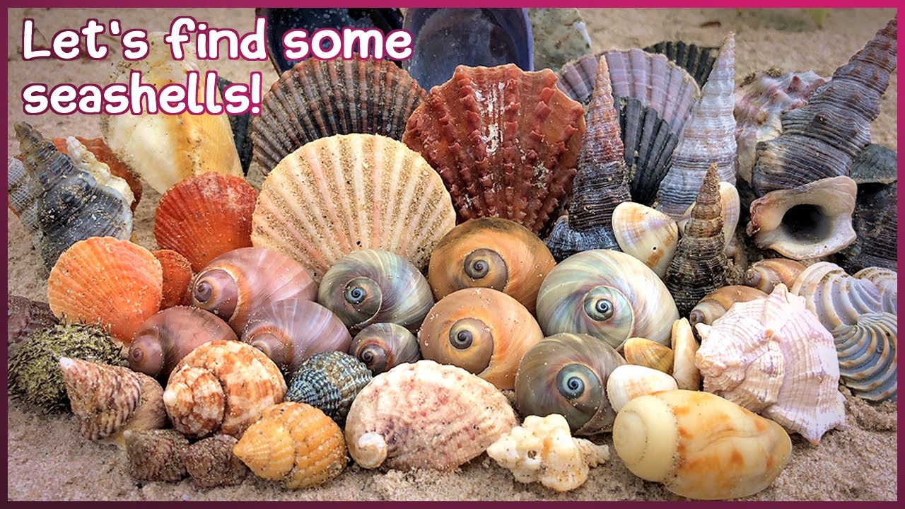 Finding Seashells at Low Tide | Two Hervey Bay Beaches [Virtual ...