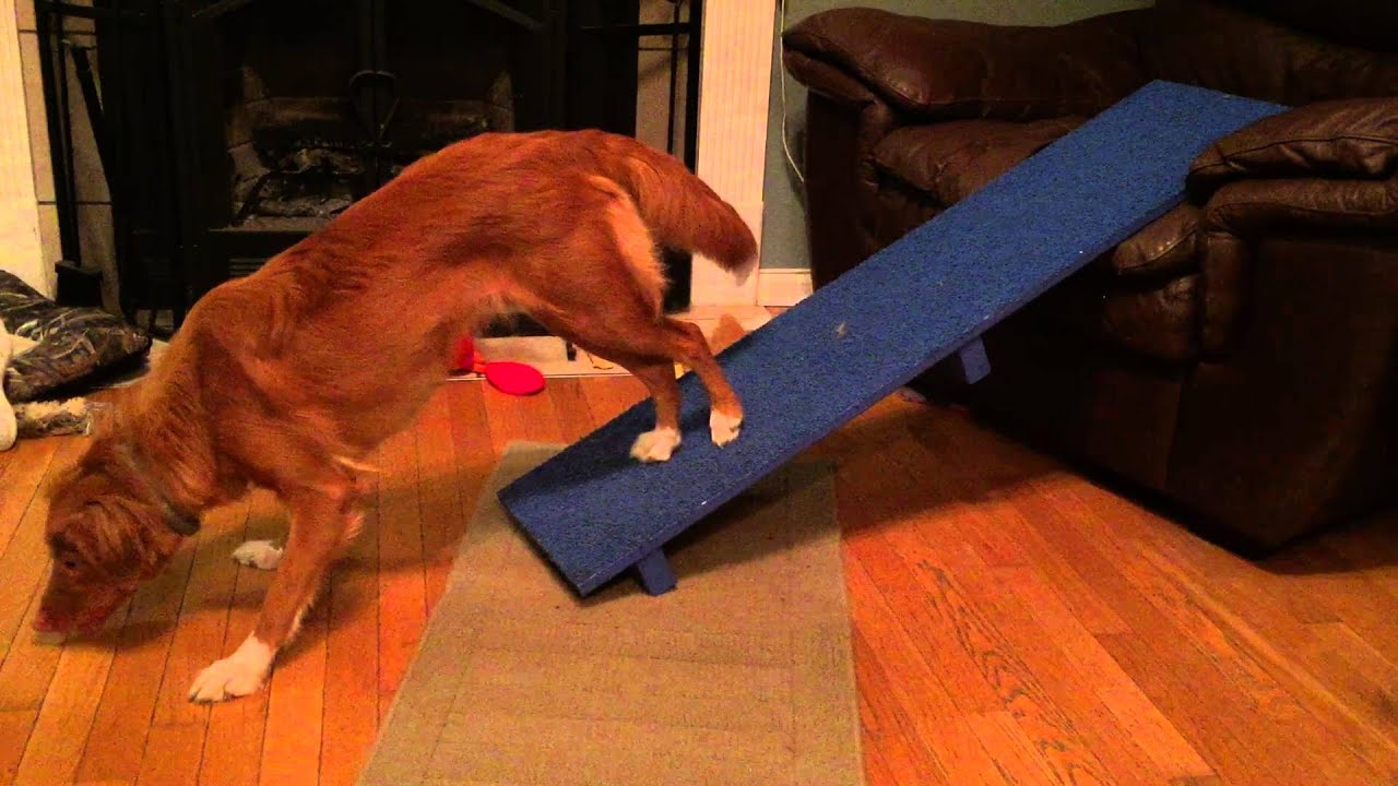 Agility Contact Training and Rear End Awareness - YouTube