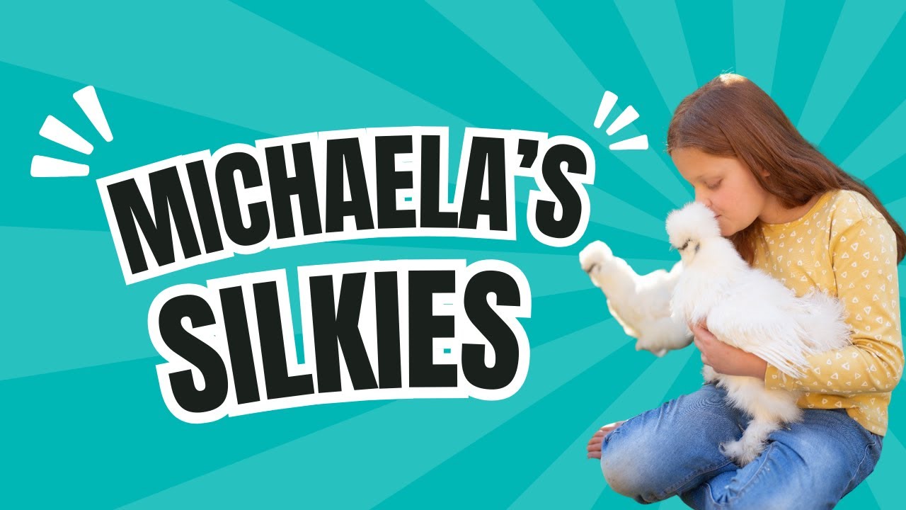 Michaela tells us about her Silkie Chickens! - YouTube