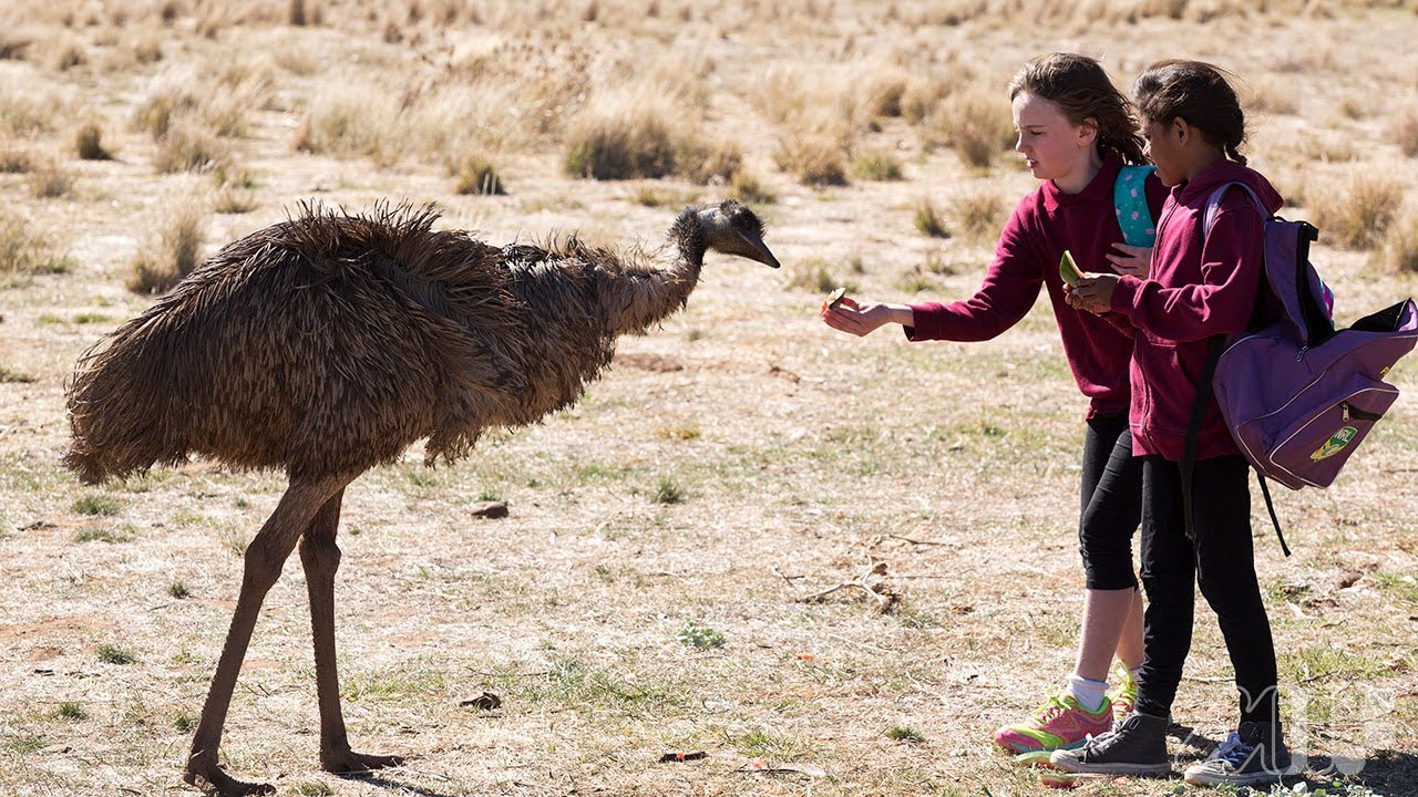 Emu Runner | Trailer - YouTube