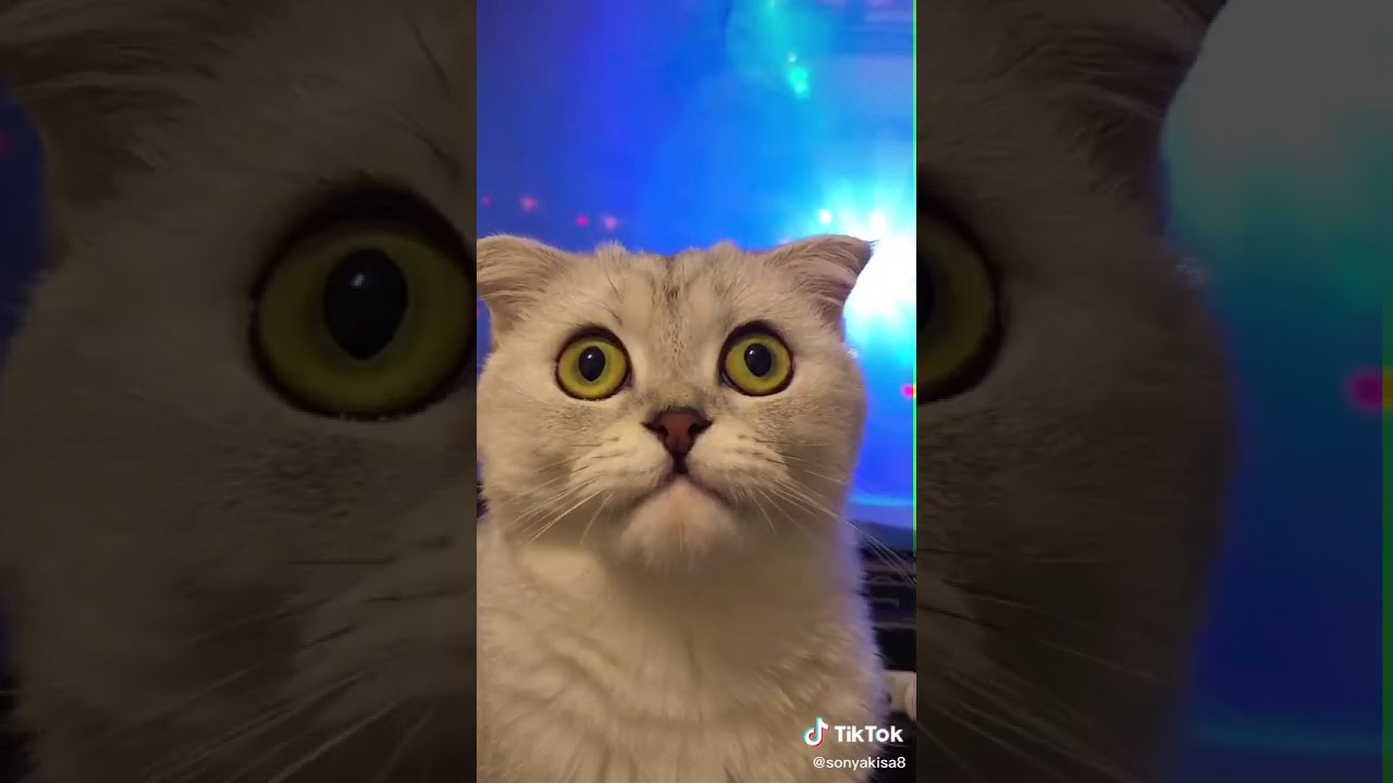 Cat Sonya - YouTube
