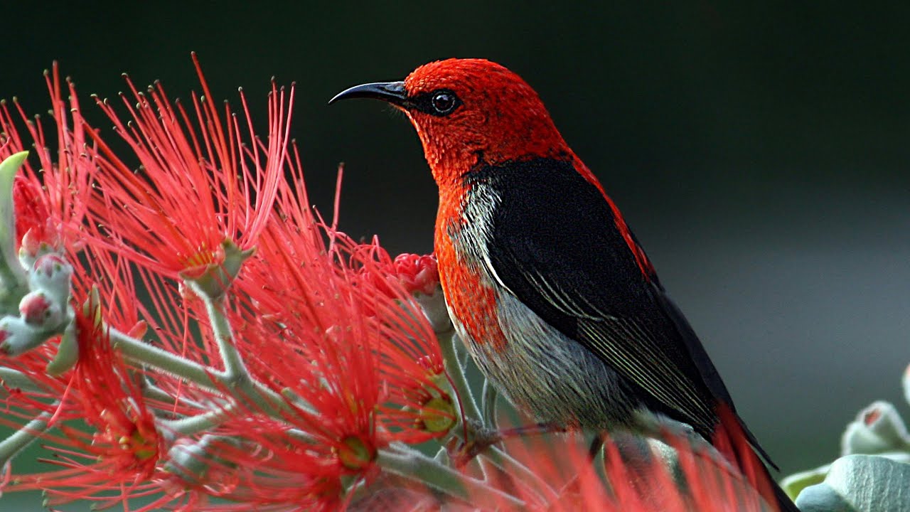 Live streaming Bird Feeder and wildlife Camera Georgia - YouTube