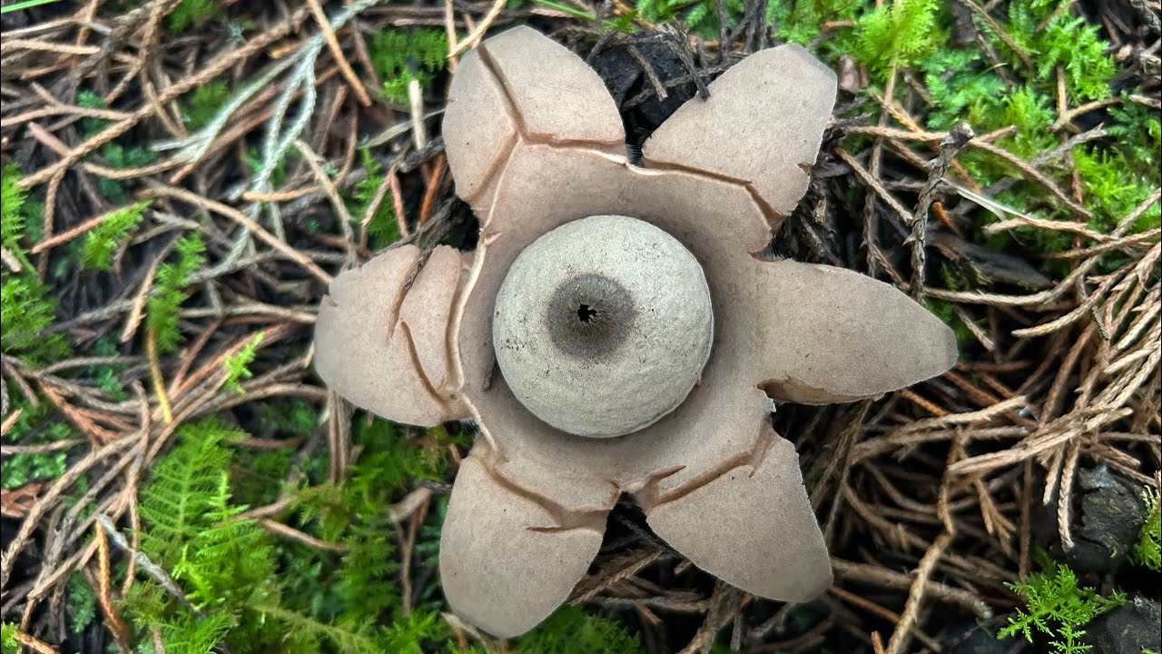 Collared Earthstar Fungi / Hongo Estrella de Tierra - YouTube