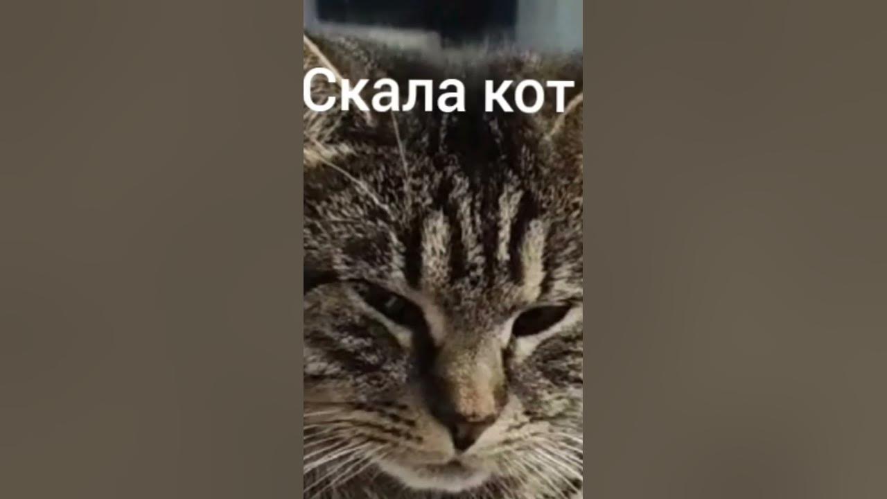 @скала кот - YouTube