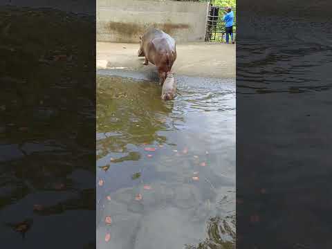 Somdet Phra Srinagarindra Park Zoo 🐊 สวนสัตว์ สวนสมเด็จพระศรีนครินทร์ ศรีสะเกษ 🌺 Isaan Thailand ...