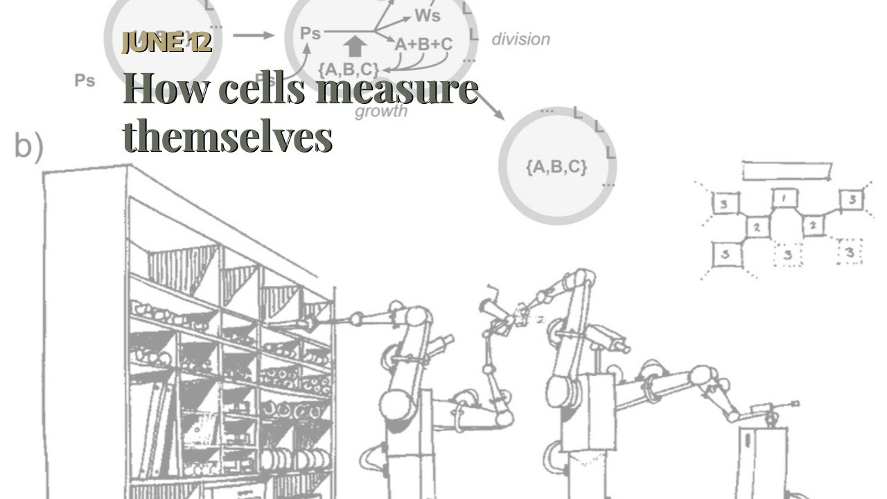 How cells measure themselves - YouTube