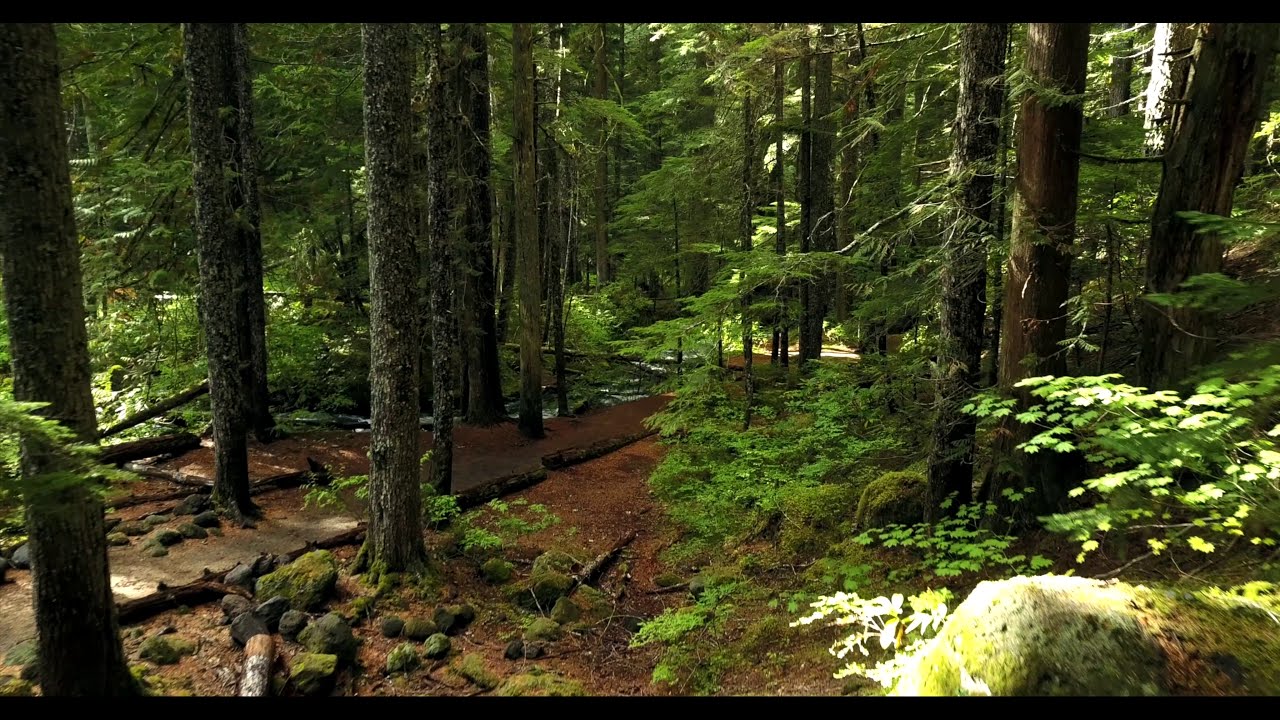 Beautiful forest video | best satisfying video | 1080p video | - YouTube