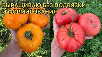 Урожайный Биф Томат для теплиц и открытого грунта! Неприхотливый Томат ...