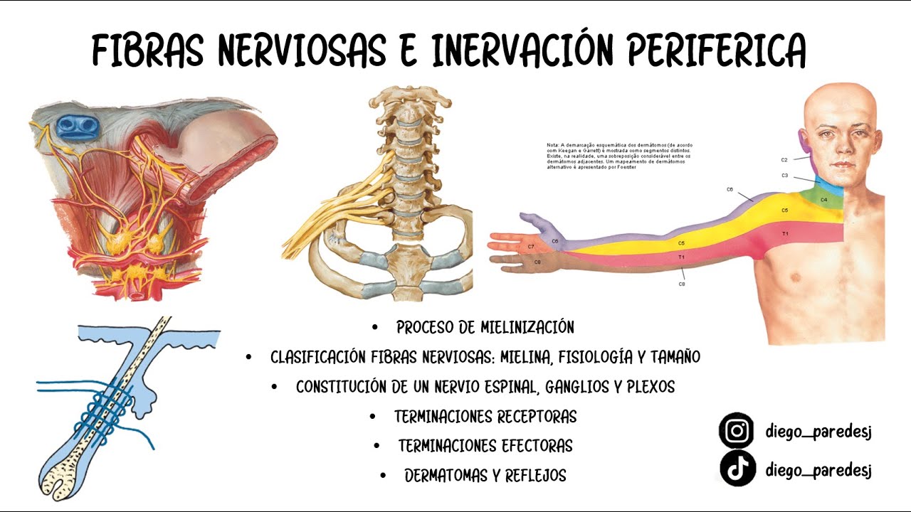 Terminaciones Nerviosas Periféricas Infección Del Sistema Nervioso