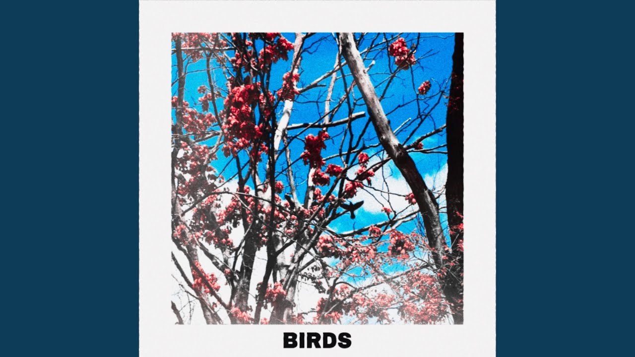 Birds Youtube