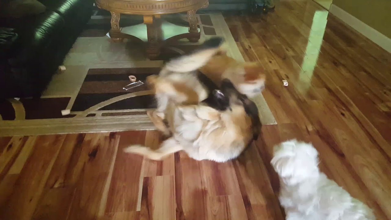 Puppy play with two old little dogs - YouTube