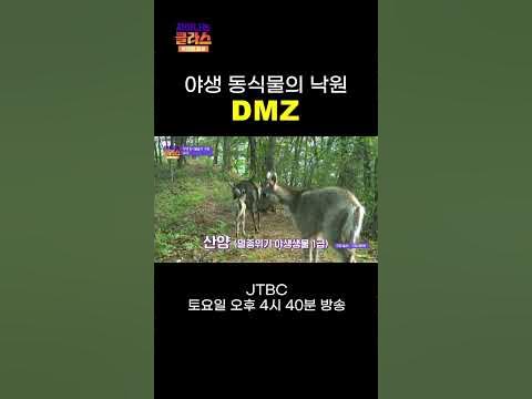 야생 동식물의 낙원 DMZ - YouTube