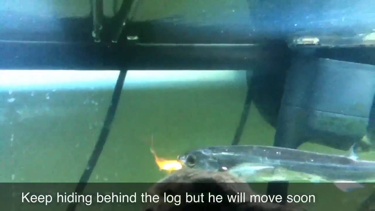 Vampire tetra vs goldfish - YouTube