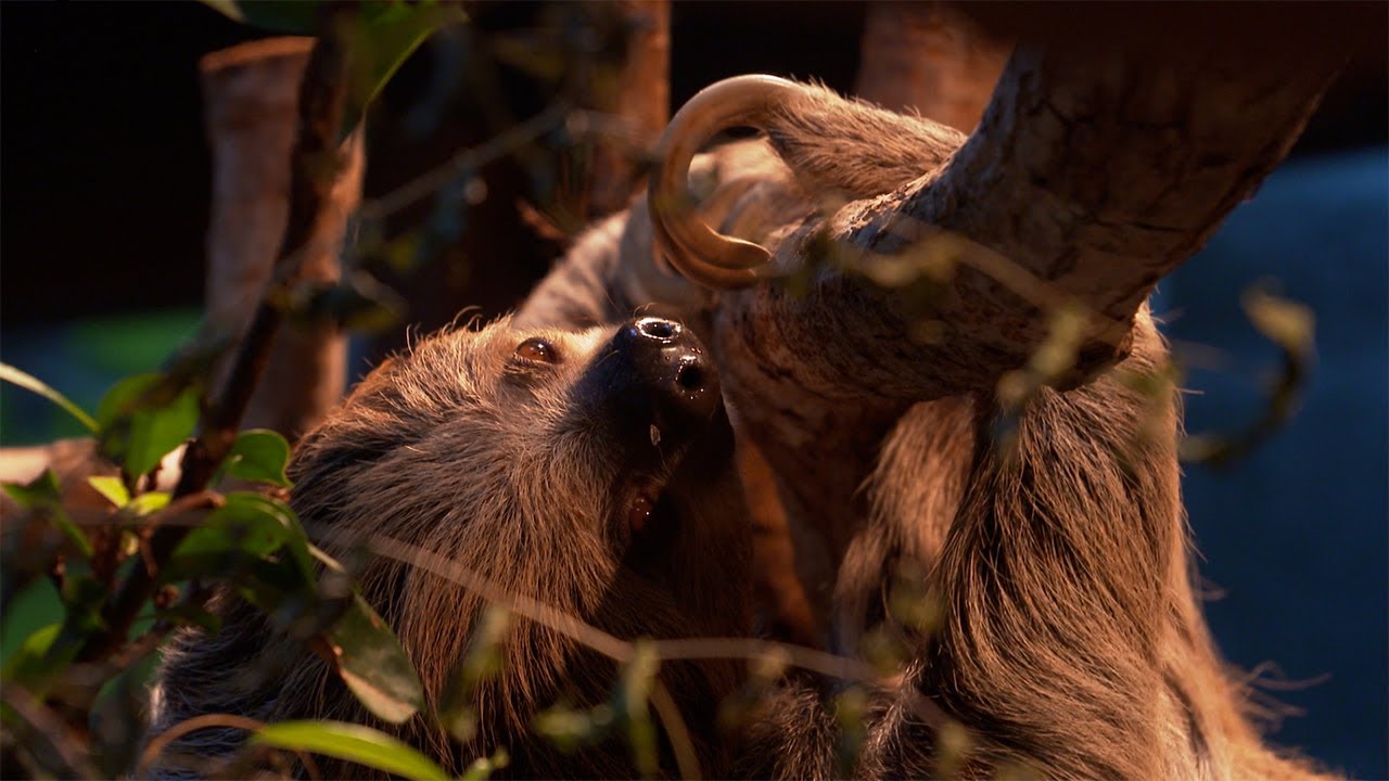 Sloths | Weird Animal Searches | BBC Studios - YouTube